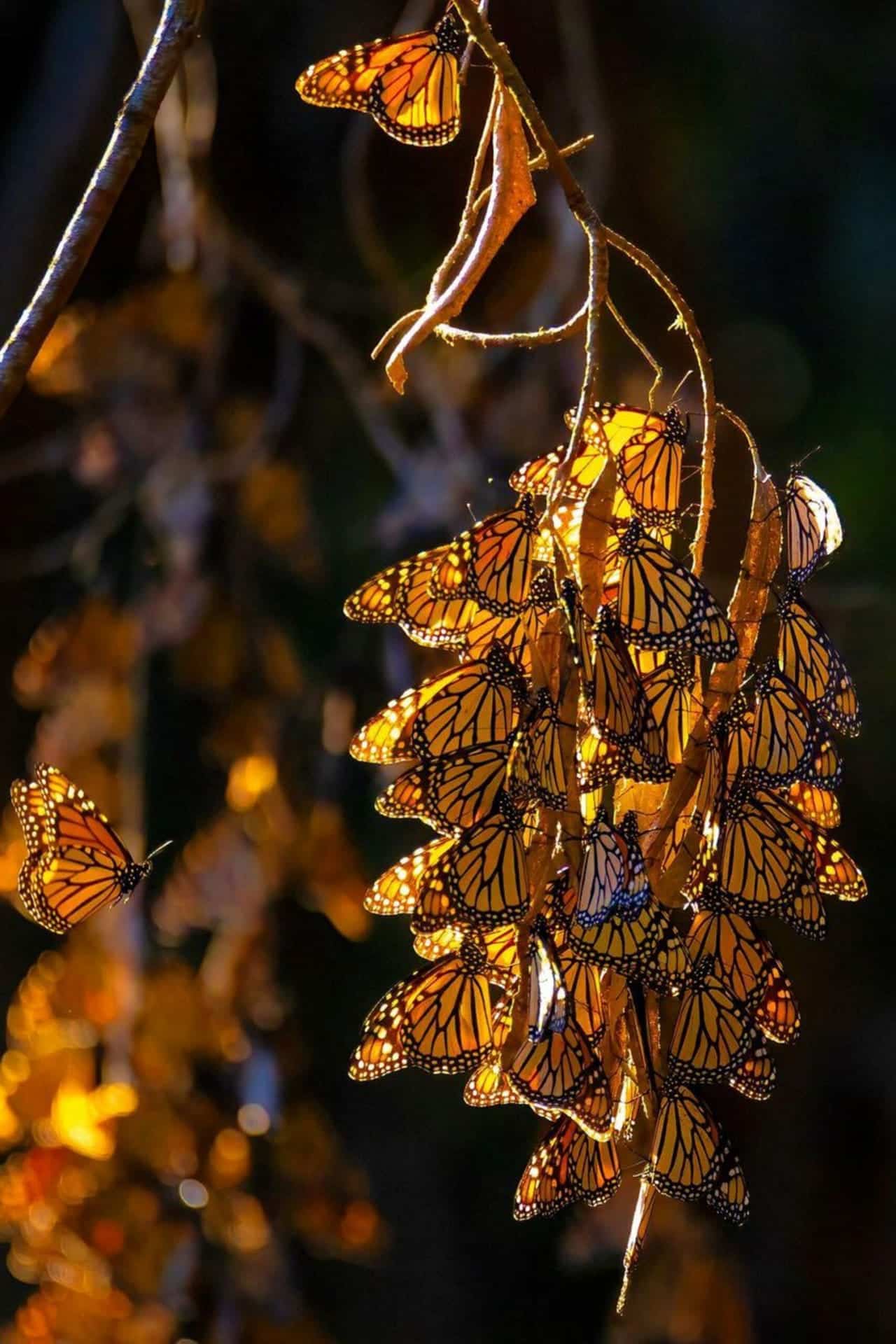 6 stops on a monarch butterfly road trip along California’s Central ...