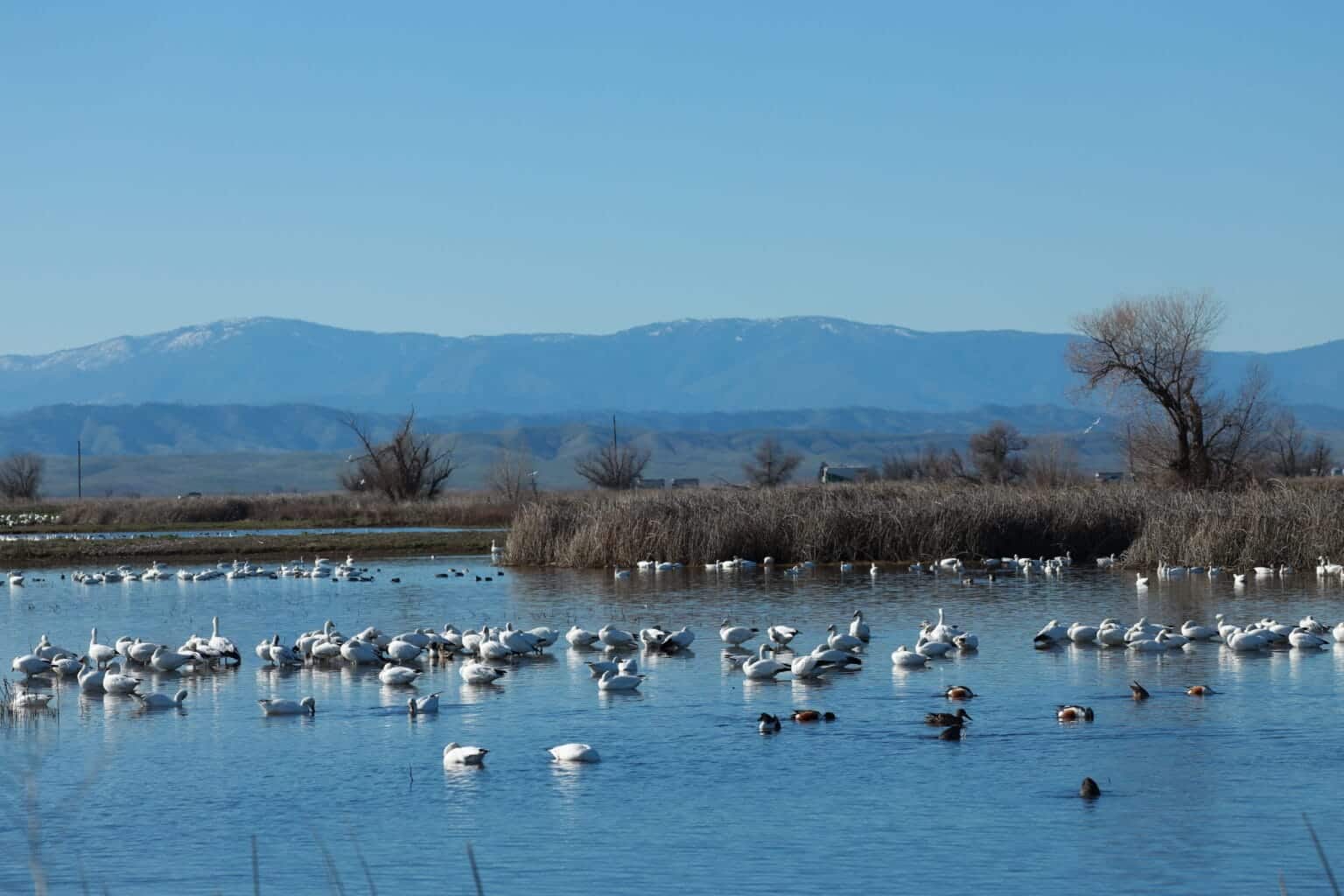 5 Central California wildlife refuges you can enjoy without leaving ...